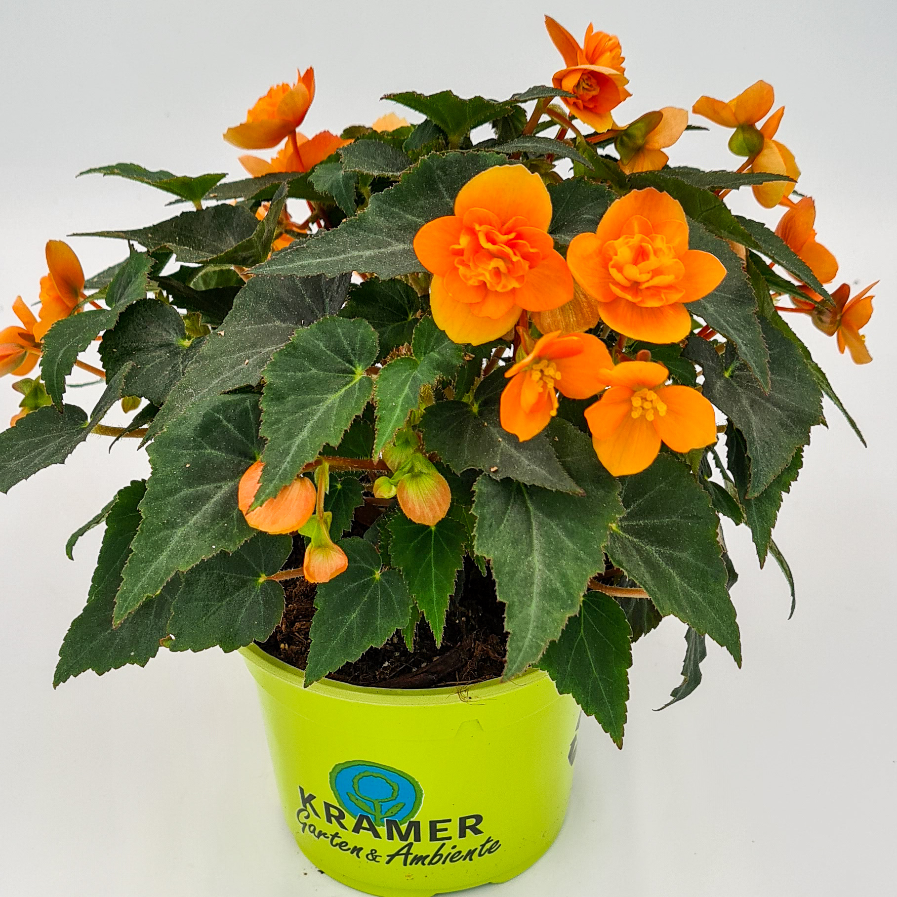 Multiflora-Begonie - Begonia x tuberhybrida 'Beluga® Orange'