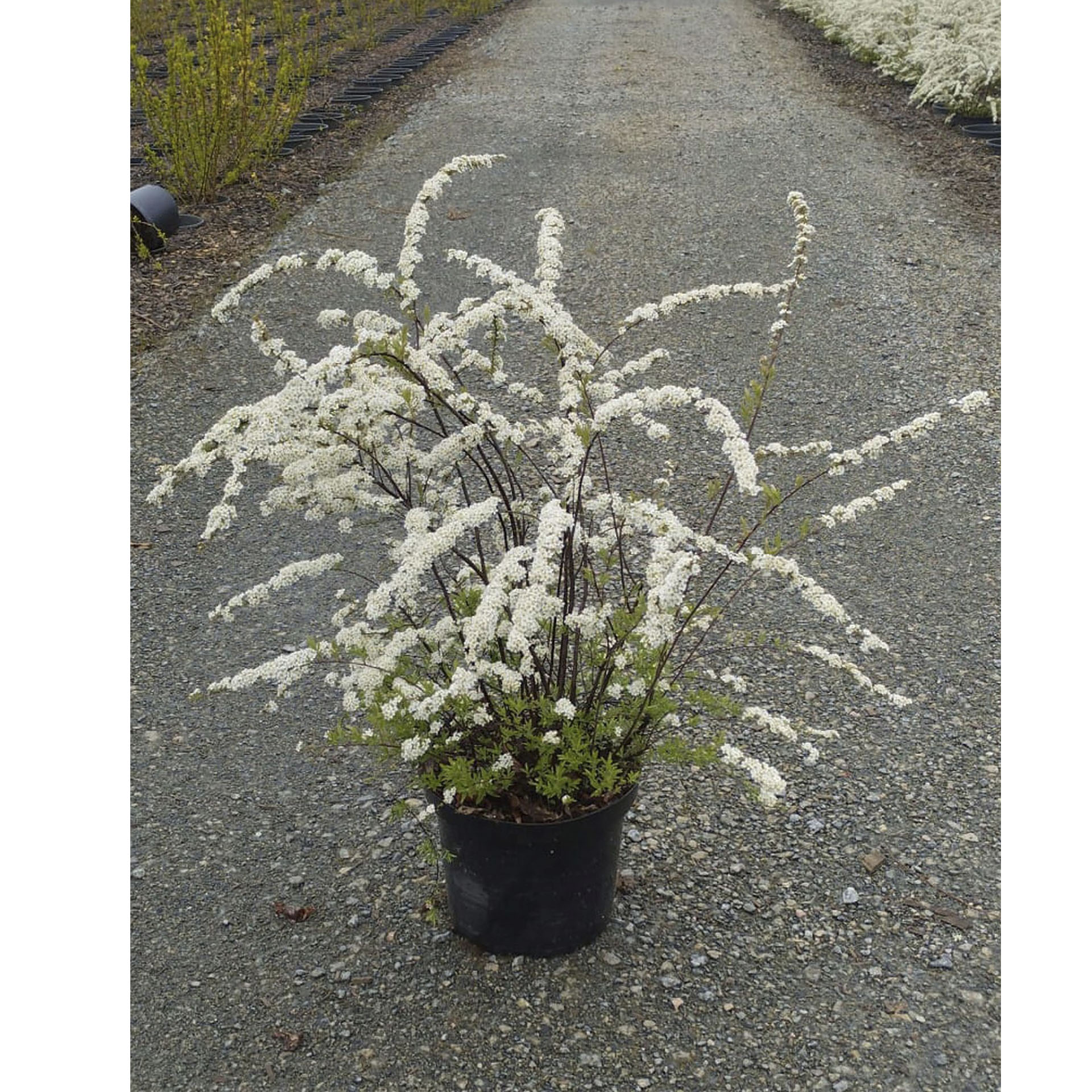 Schneespiere - Spiraea cinerea 'Grefsheim'