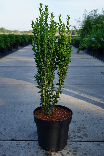 Säulenilex - Ilex crenata 'Fastigiata'