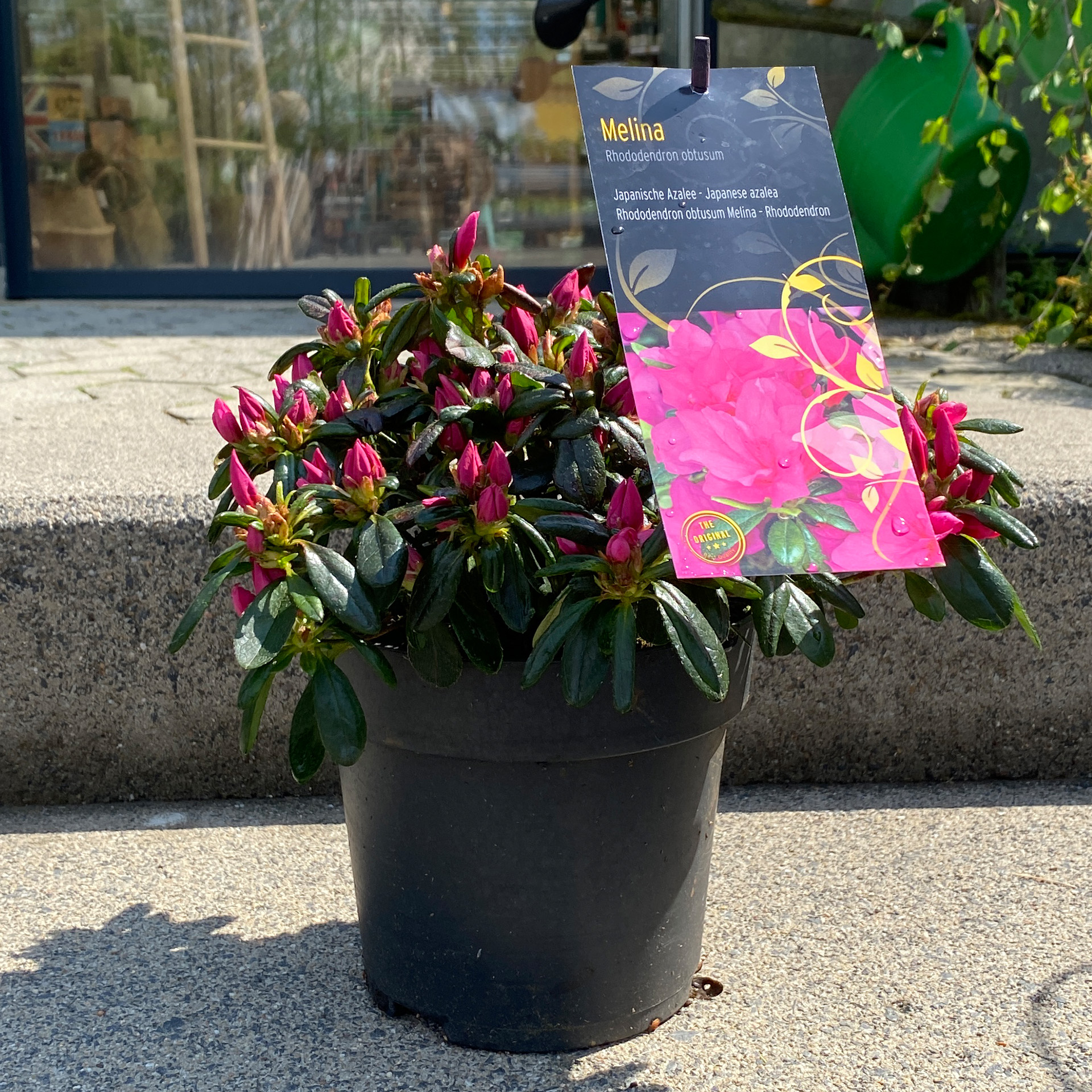 Japanische Azalee - Rhododendron obtusum 'Melina'