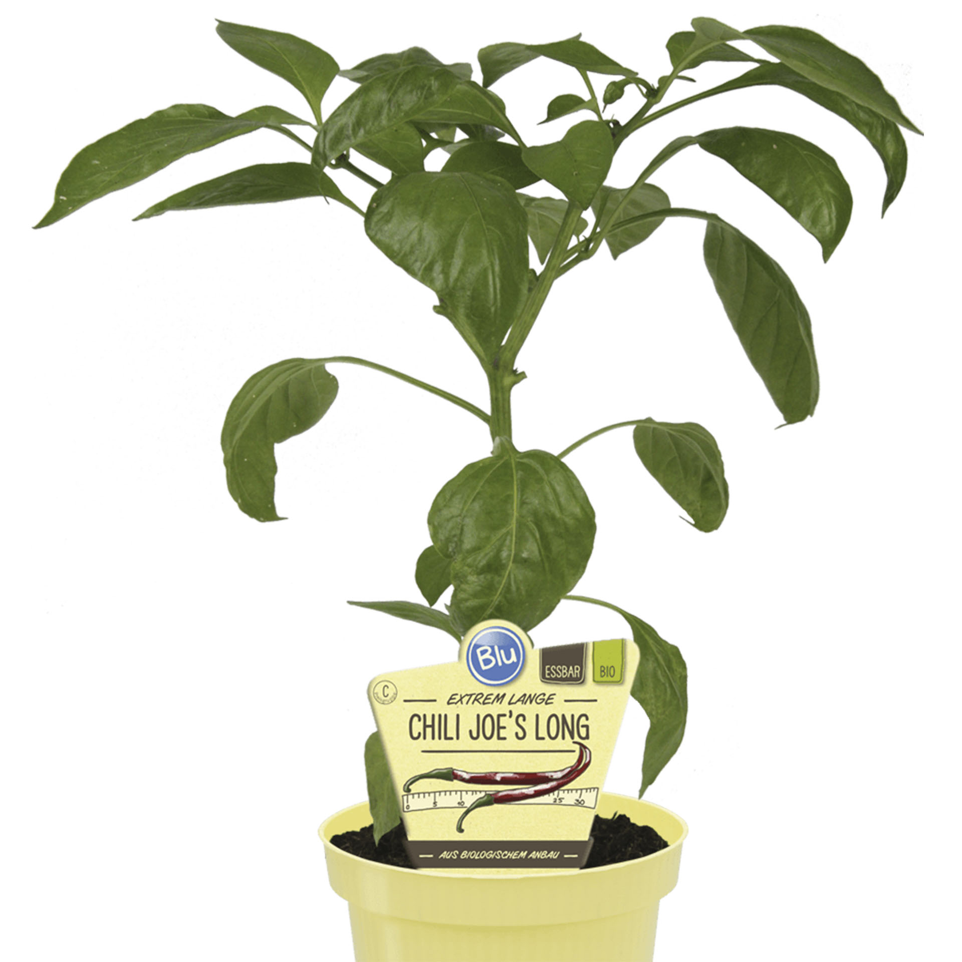 BIO Chili Joe's Long - Capsicum annuum var. longum