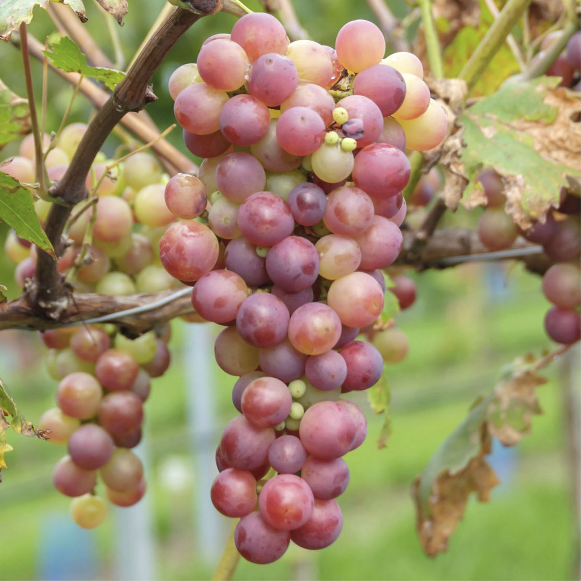 Weinrebe - Vitis 'Suffolk Red'