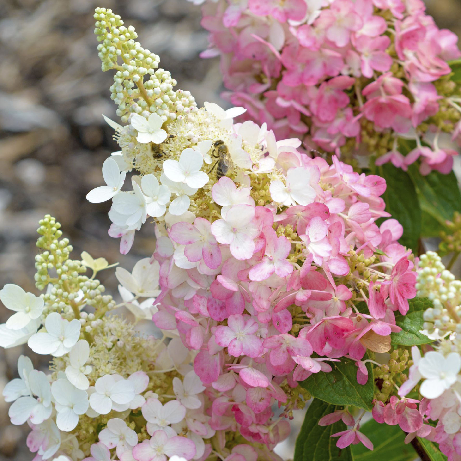 Rispenhortensie - Hydrangea paniculata 'Pinky Winky'®