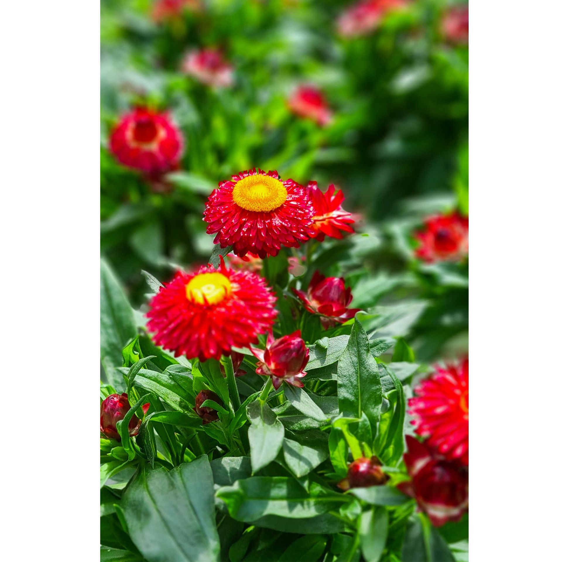 Strohblume - Bracteantha 'Sunbrella Red'