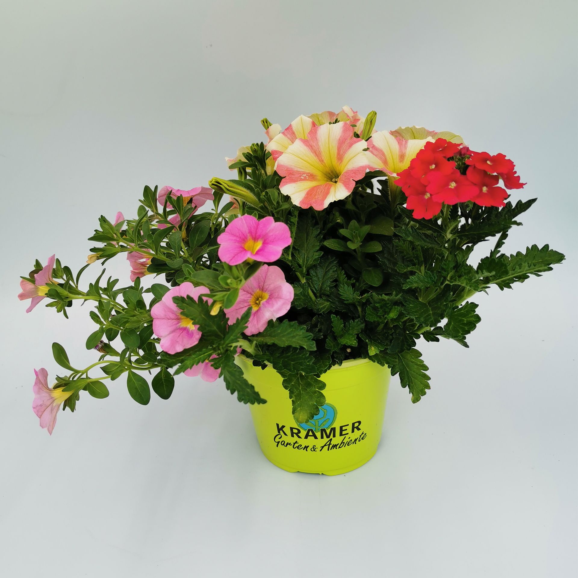 Confetti Garden® Trio 'Shocking Sunset'