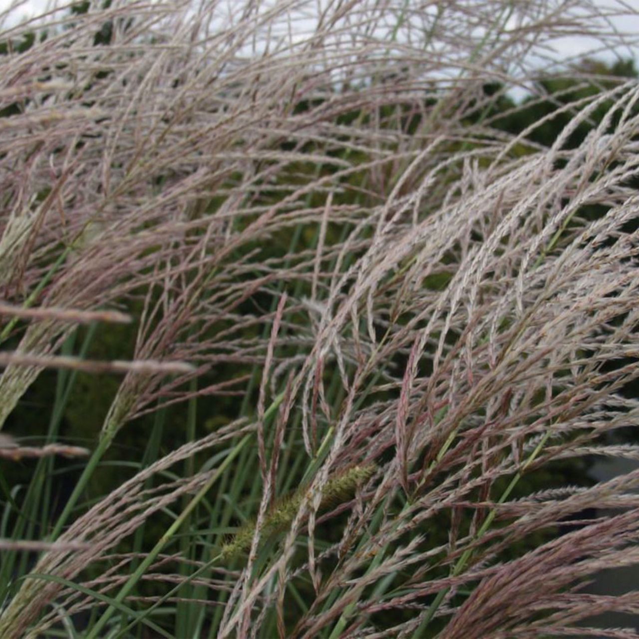 Chinaschilf - Miscanthus sinensis 'Rotsilber'