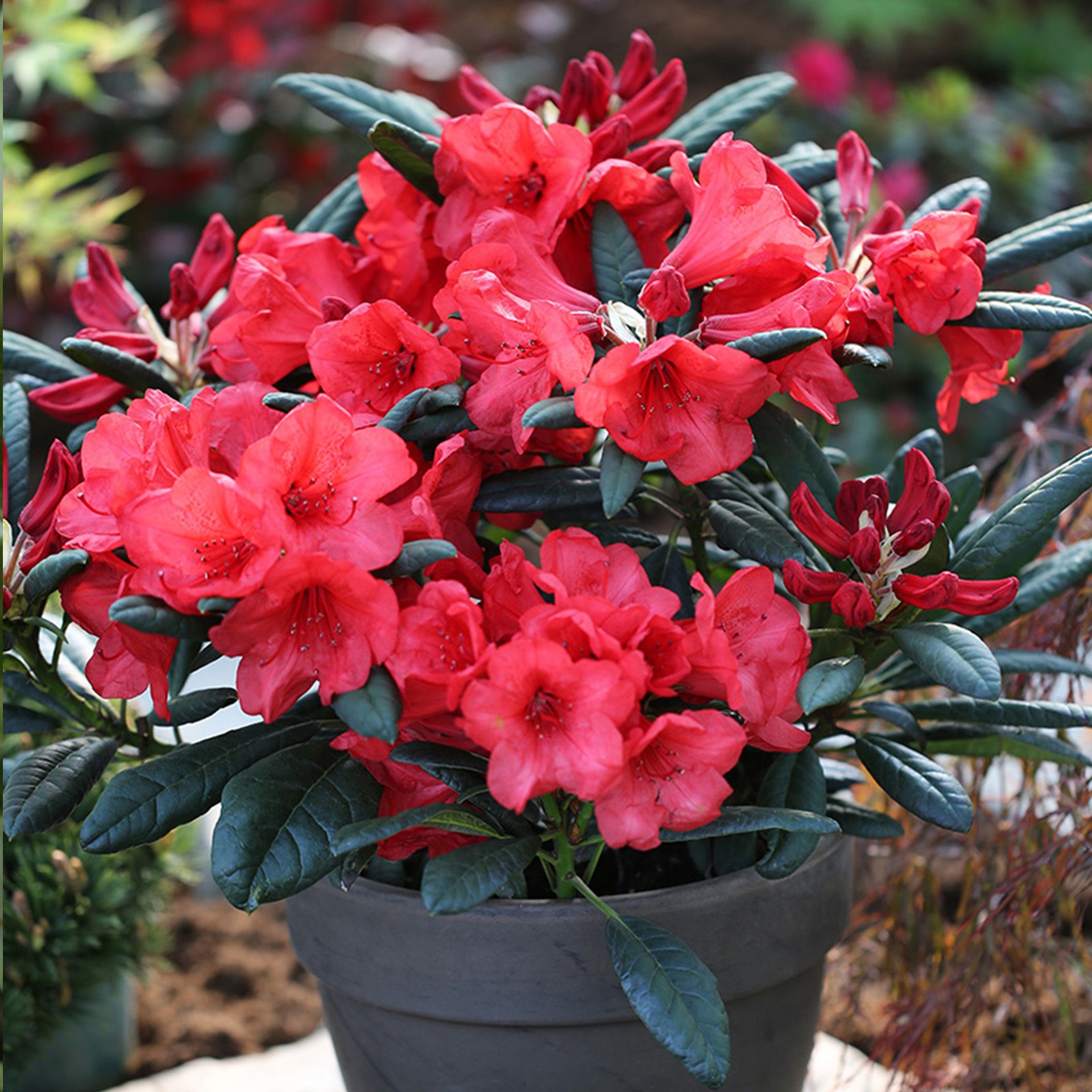 Rhododendron - Rhododendron-Hybride 'Elizabeth Red Foliage'