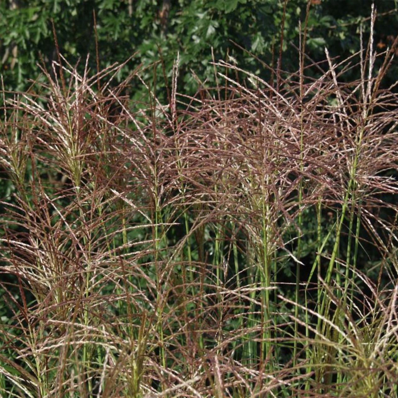 Chinaschilf - Miscanthus sinensis 'Rotsilber'