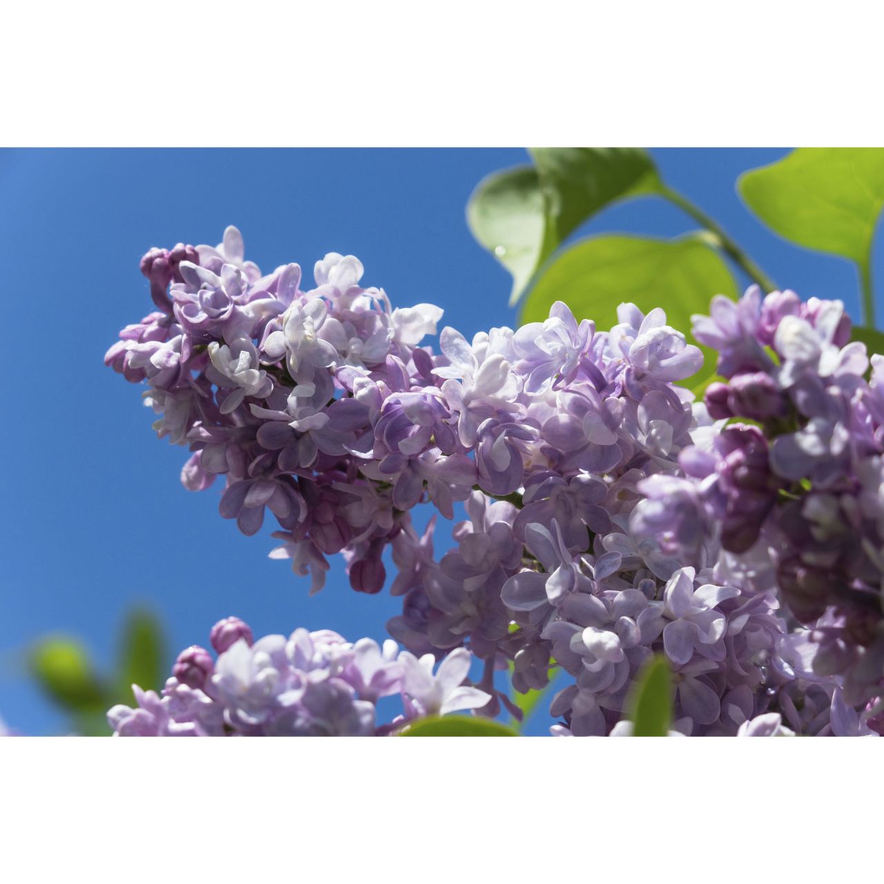 Edelflieder - Syringa vulg. 'Président Grévy'